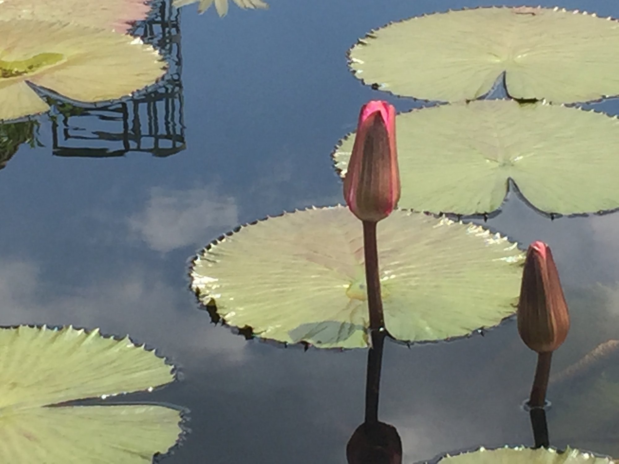 Solve Lillypads jigsaw puzzle online with 130 pieces