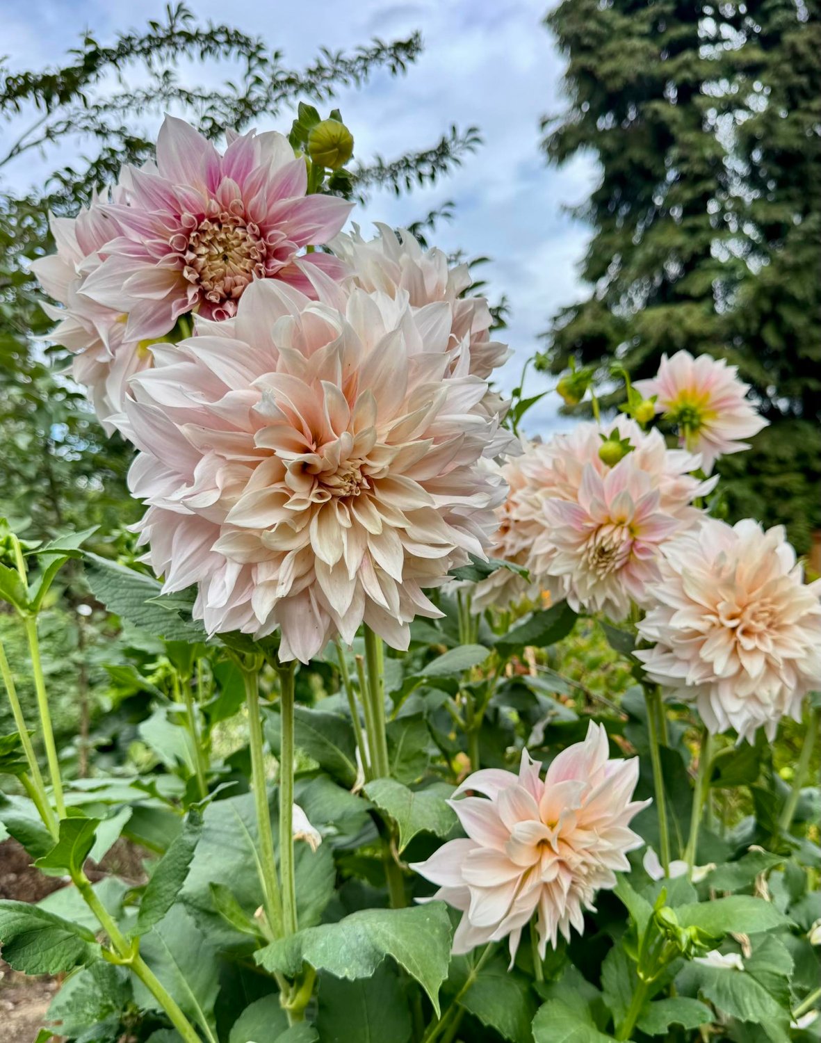 Solve Dahlias jigsaw puzzle online with 208 pieces