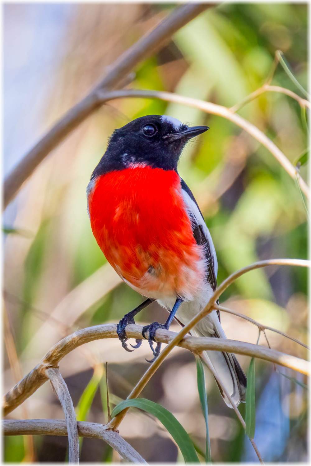 Solve Scarlet Breasted Robin (hiding deep in the shadows) jigsaw puzzle ...