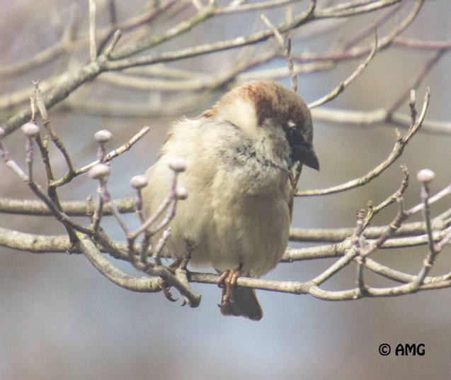 Solve Sparrow jigsaw puzzle online with 9 pieces