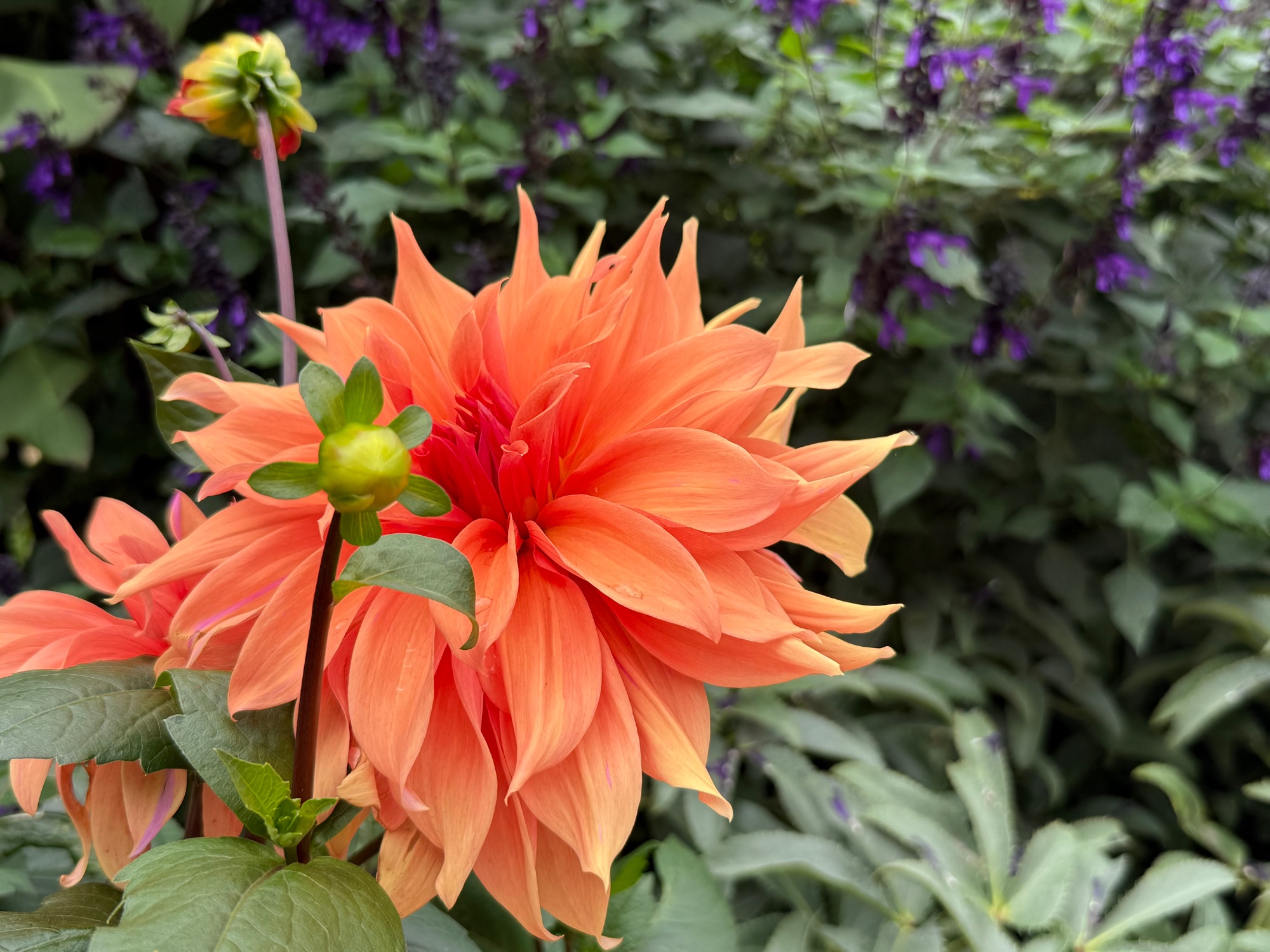 Solve Dahlias jigsaw puzzle online with 88 pieces