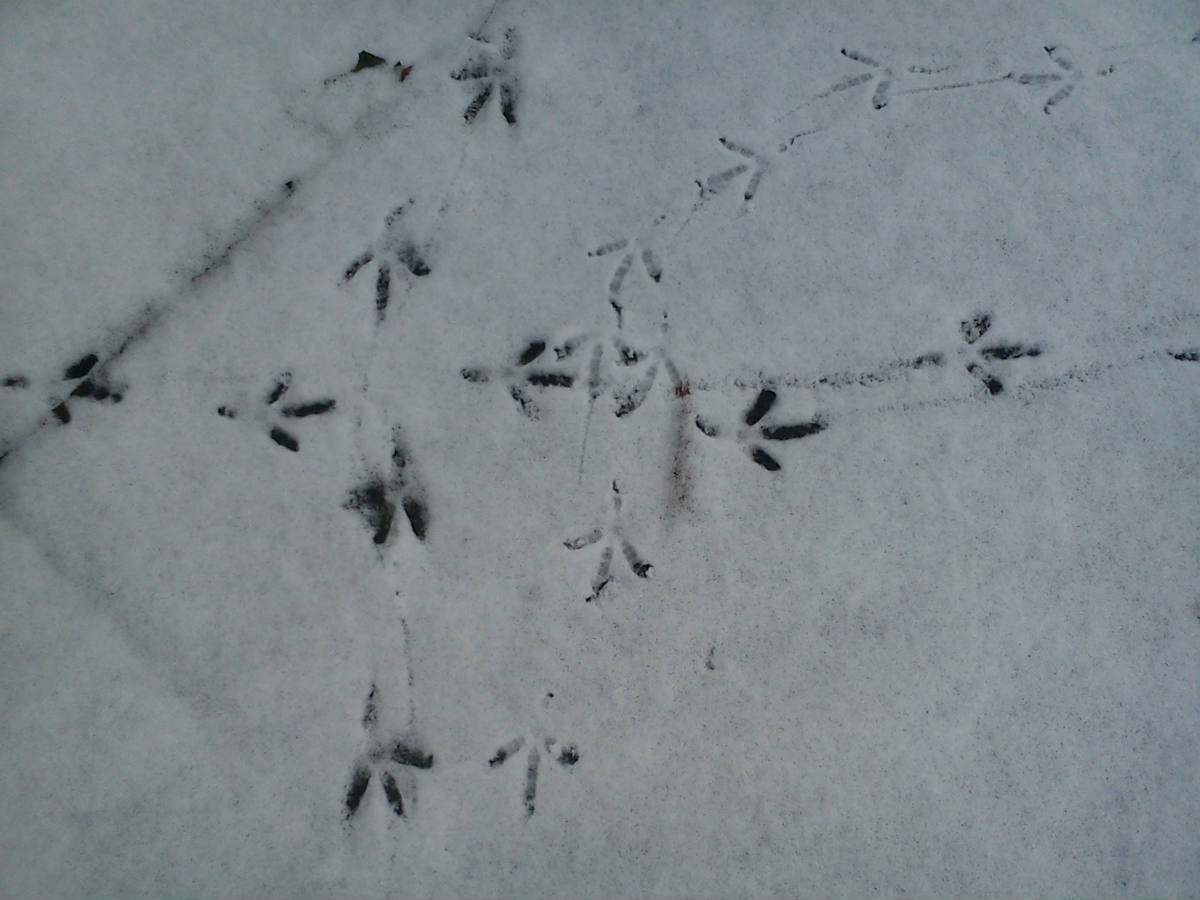 Solve Bird Tracks jigsaw puzzle online with 63 pieces
