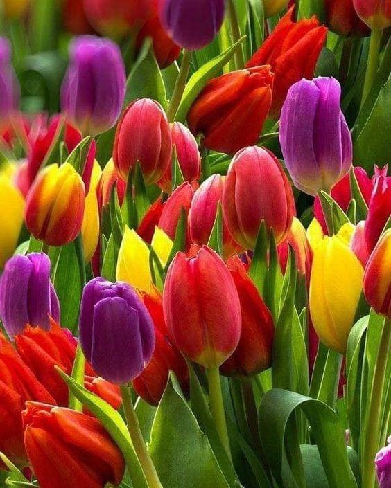 Solve Tulips jigsaw puzzle online with 63 pieces