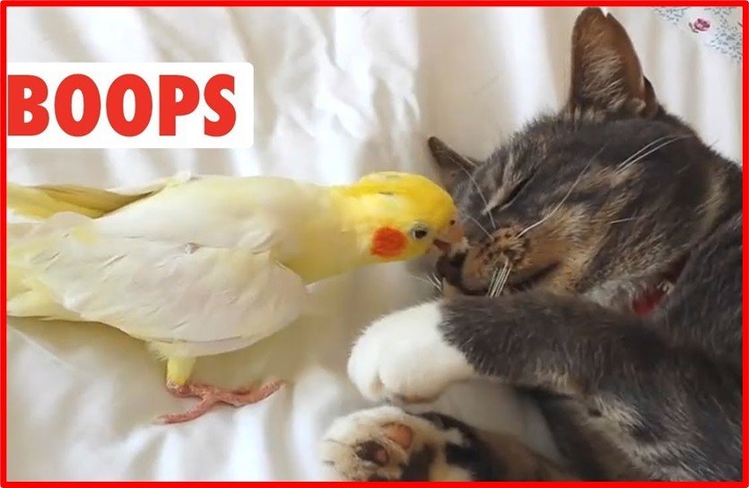 Solve Cockatiel Demonstrates a Good Cat Boop! jigsaw puzzle online with ...