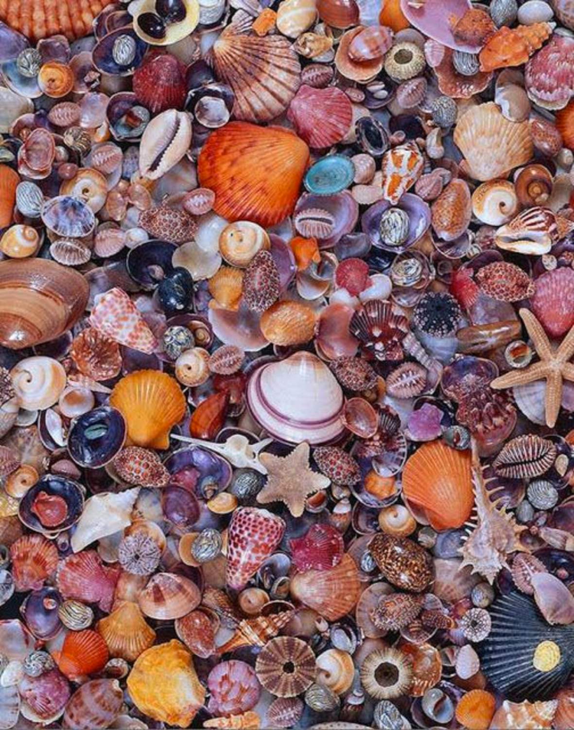 Jigsaw Puzzle | Seashells, snails and other beach treasures found on ...