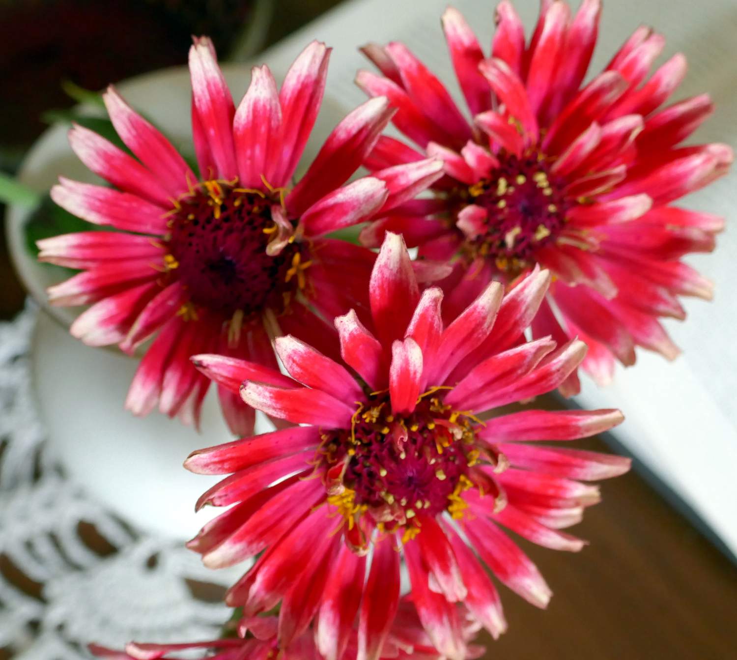 Solve Zinija jigsaw puzzle online with 132 pieces