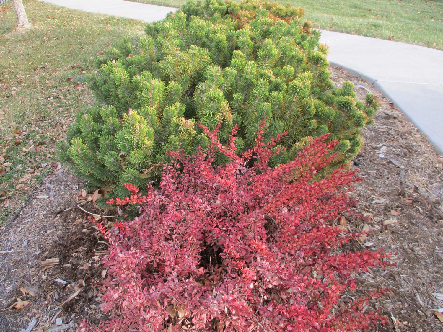Solve Red and green bushes jigsaw puzzle online with 80 pieces