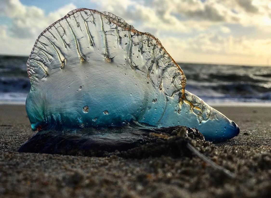 Solve Dangerously beautiful jigsaw puzzle online with 35 pieces