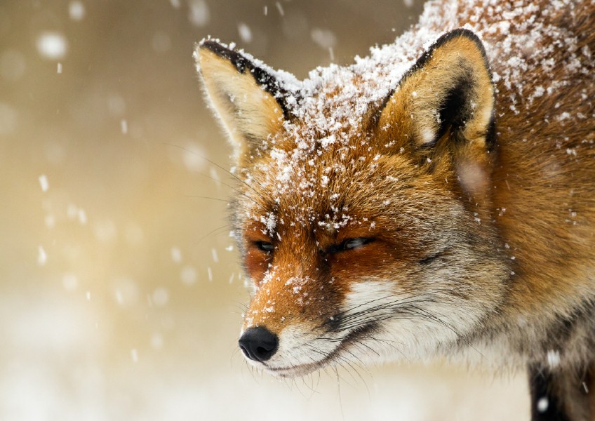 Solve The Red Fox jigsaw puzzle online with 140 pieces