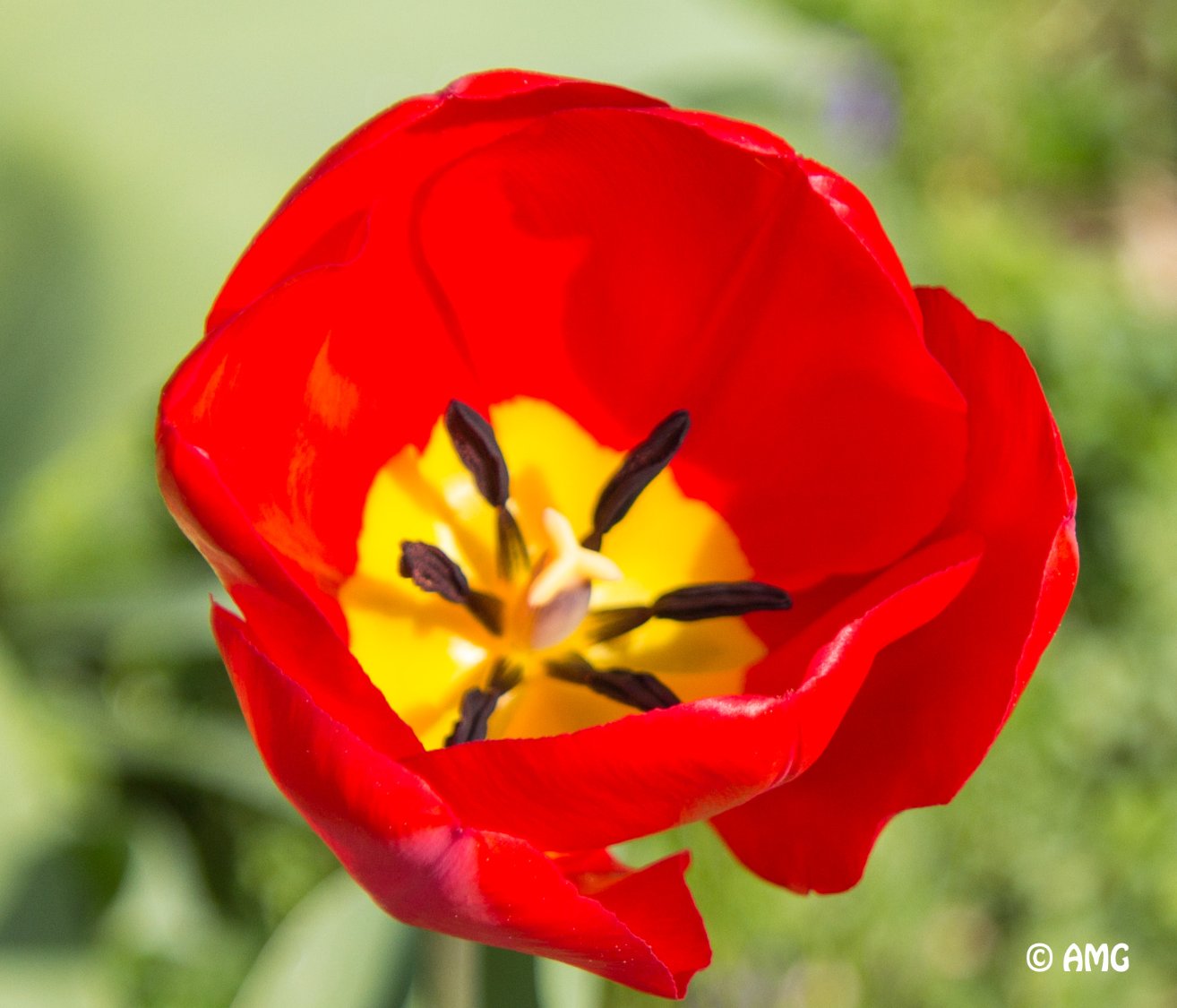 Solve Tulip jigsaw puzzle online with 9 pieces