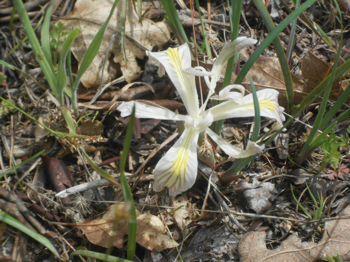 Solve CORRECTION ~ I ID'd this as a Fawn Lily, But I's Actually Called ...