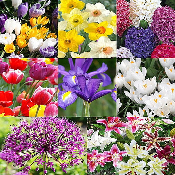 Solve spring flowers jigsaw puzzle online with 25 pieces