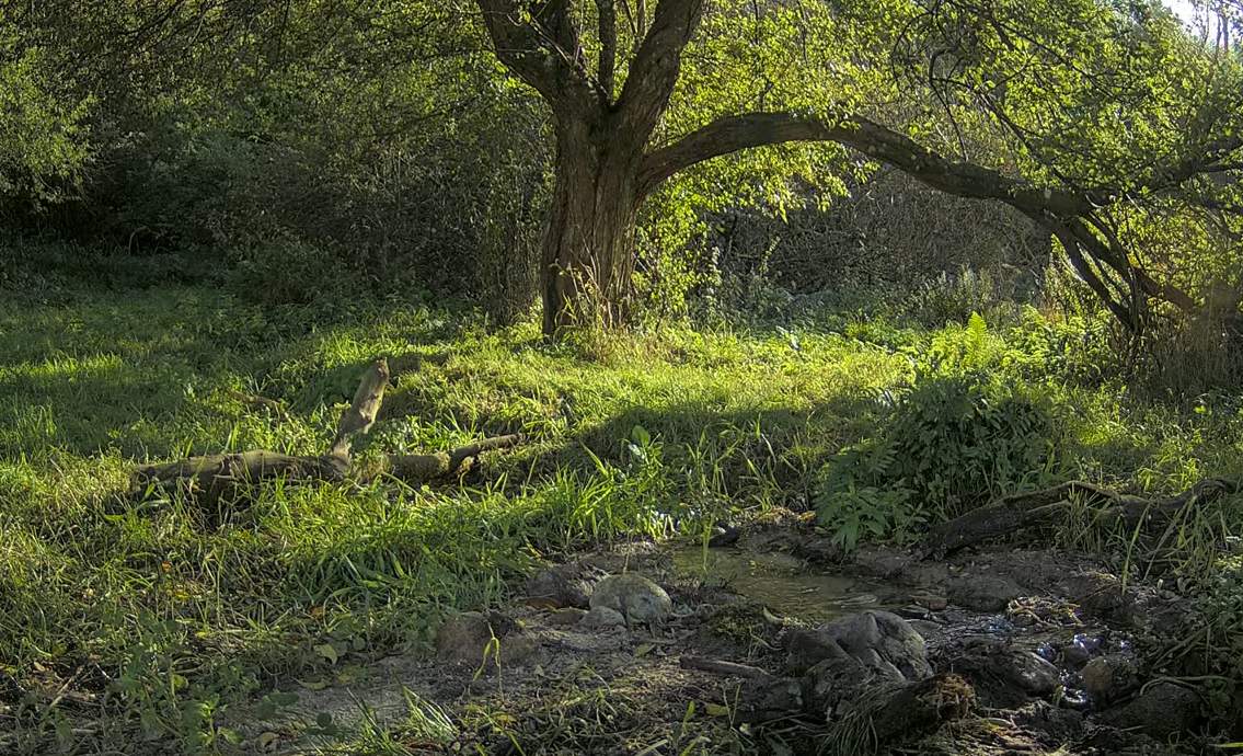 Solve Stream on the Edge of the Forest; Number of pieces is adjustable ...