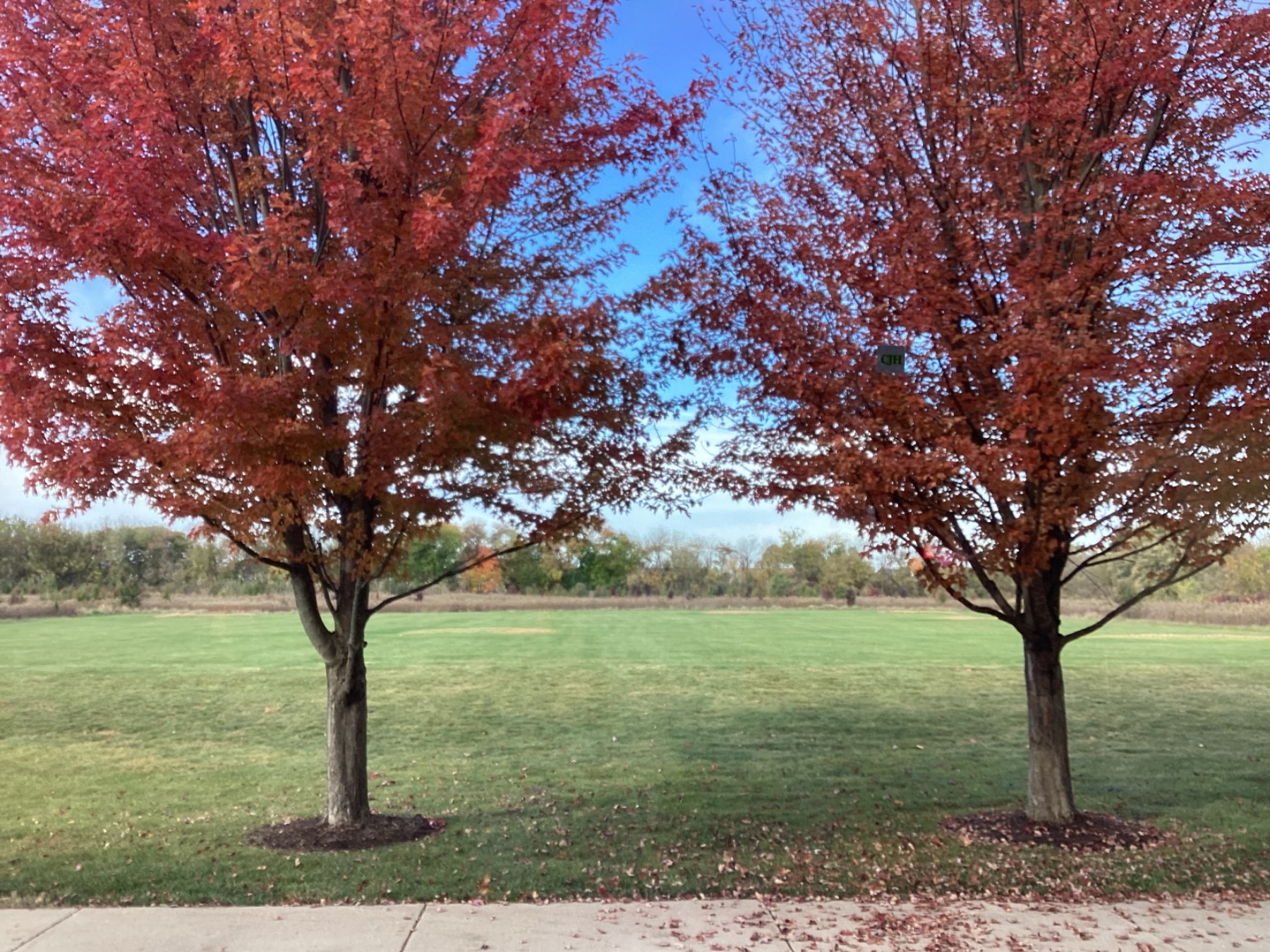 Solve Fall trees jigsaw puzzle online with 63 pieces