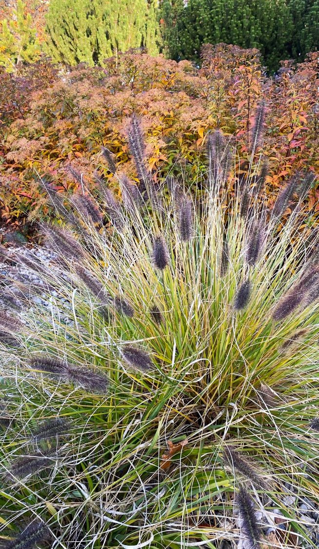 Solve Dochan psárkovitý - Chinese fountain grass jigsaw puzzle online ...