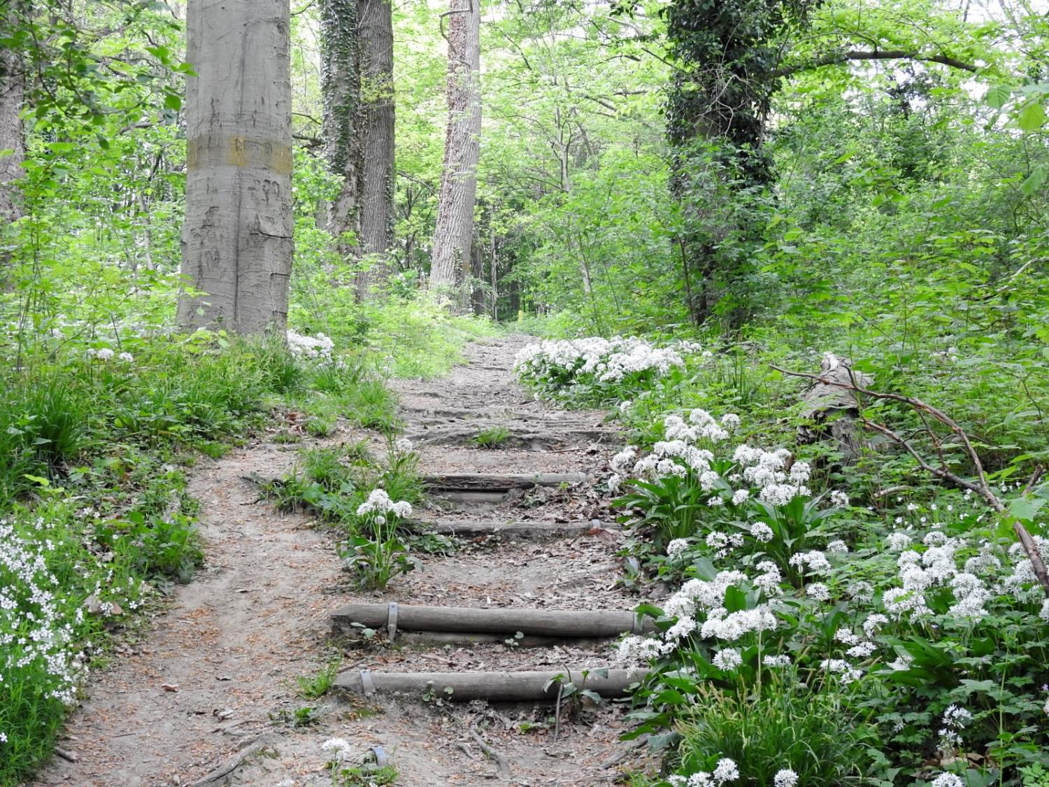 Solve Series - Trees and a nice walking trail jigsaw puzzle online with ...