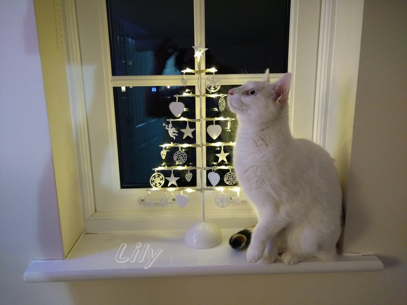 Solve Remembering Lily 0890 - Did she hear Santa Claus on the roof ...