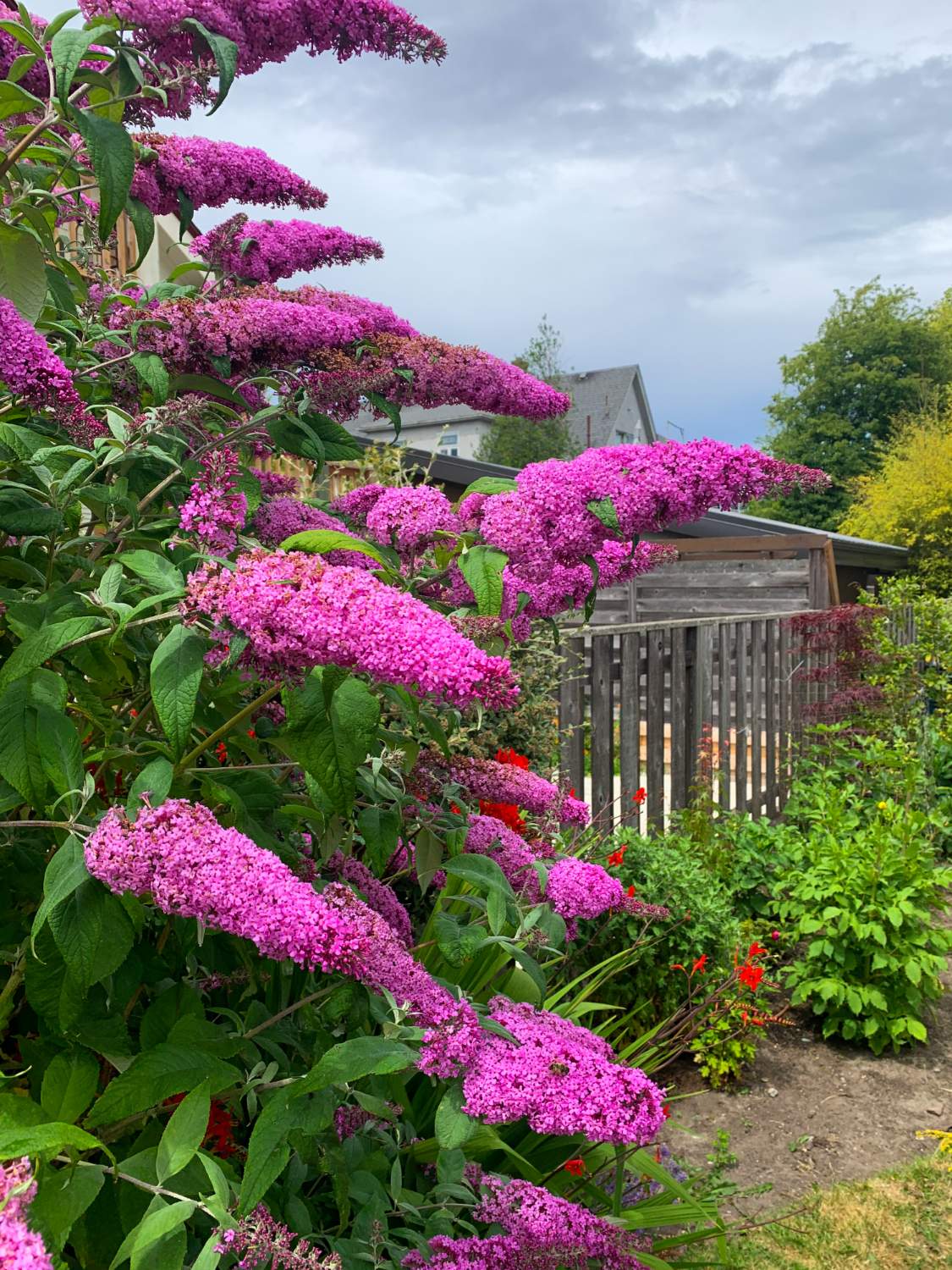 Jigsaw Puzzle | Buddleia Davidii flowers have a wonderful smell and do ...