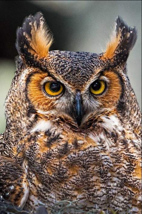Solve Sova_Owl jigsaw puzzle online with 70 pieces