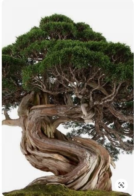 Solve amazing tree jigsaw puzzle online with 40 pieces