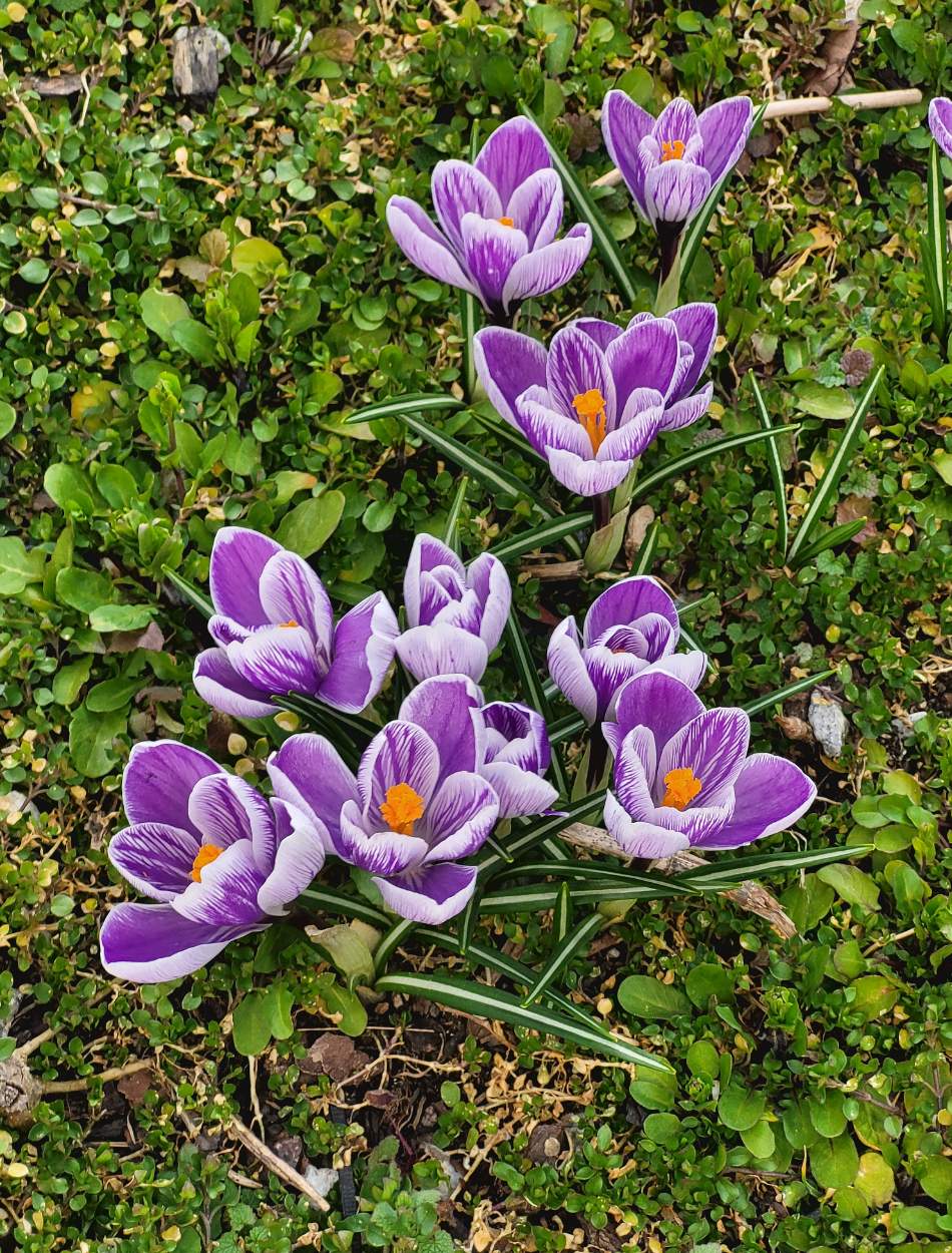 Solve jigidi 230321 spring crocus jigsaw puzzle online with 80 pieces