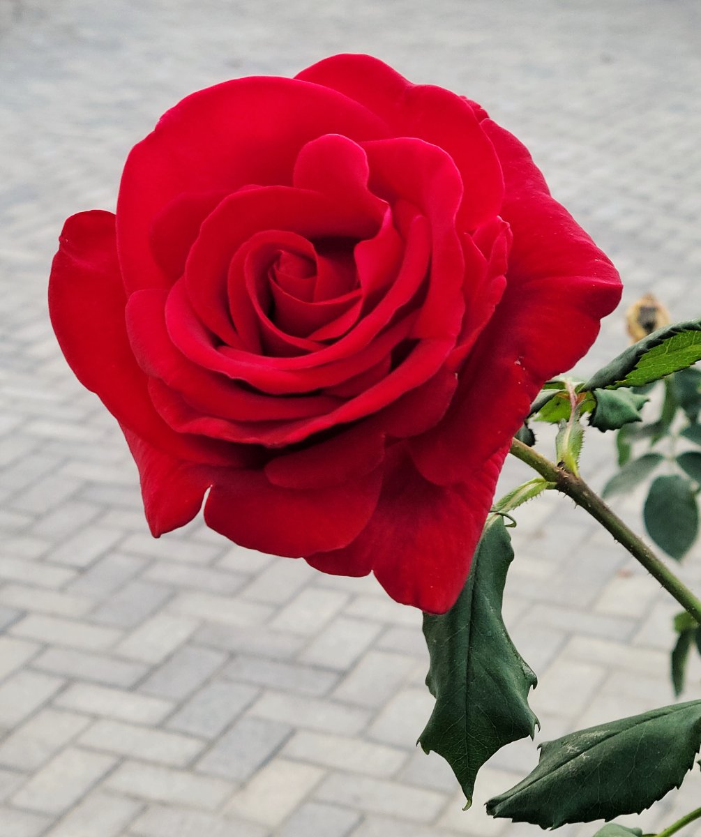 Solve Bold Red Rose Blossom jigsaw puzzle online with 30 pieces