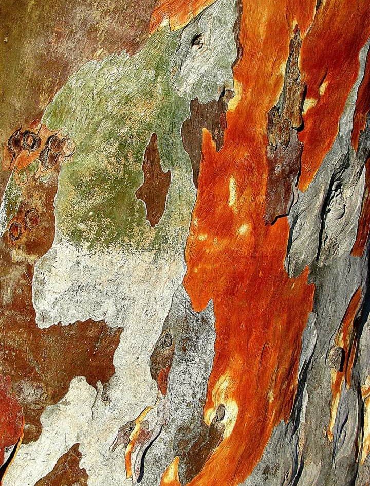 Solve One of nature's abstract paintings: autumn tree bark jigsaw ...