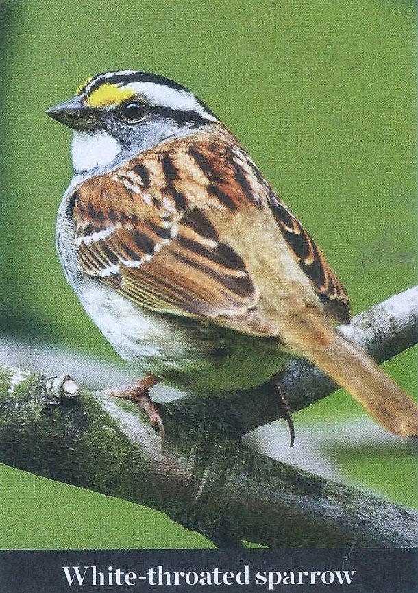 Solve White Throated Sparrow Birds & Blooms jigsaw puzzle online with ...