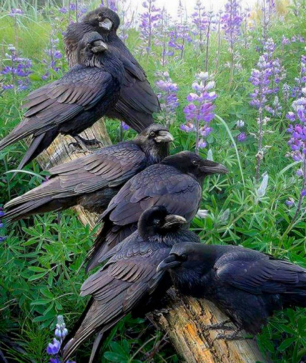 Solve A Raven Rave jigsaw puzzle online with 340 pieces