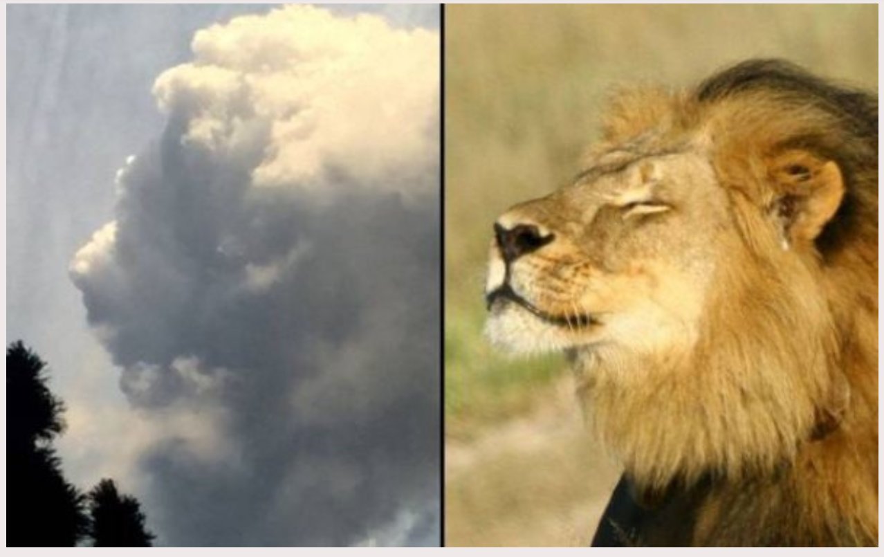 Solve I Ain't Lion -- I'm Seeing Double Simba's! Kumbaya! jigsaw puzzle ...