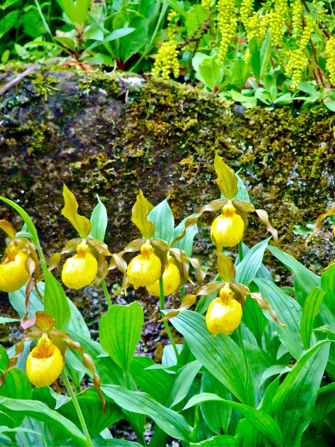 Solve Giant Lady's Slipper Orchid jigsaw puzzle online with 99 pieces