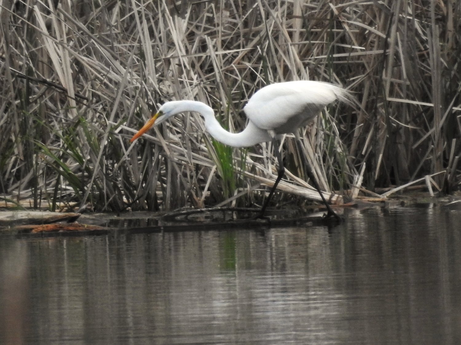 Solve Egret jigsaw puzzle online with 12 pieces