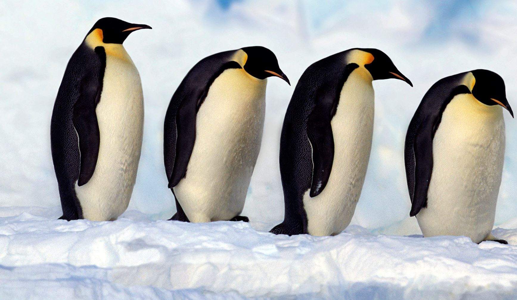 Solve Penguins jigsaw puzzle online with 476 pieces