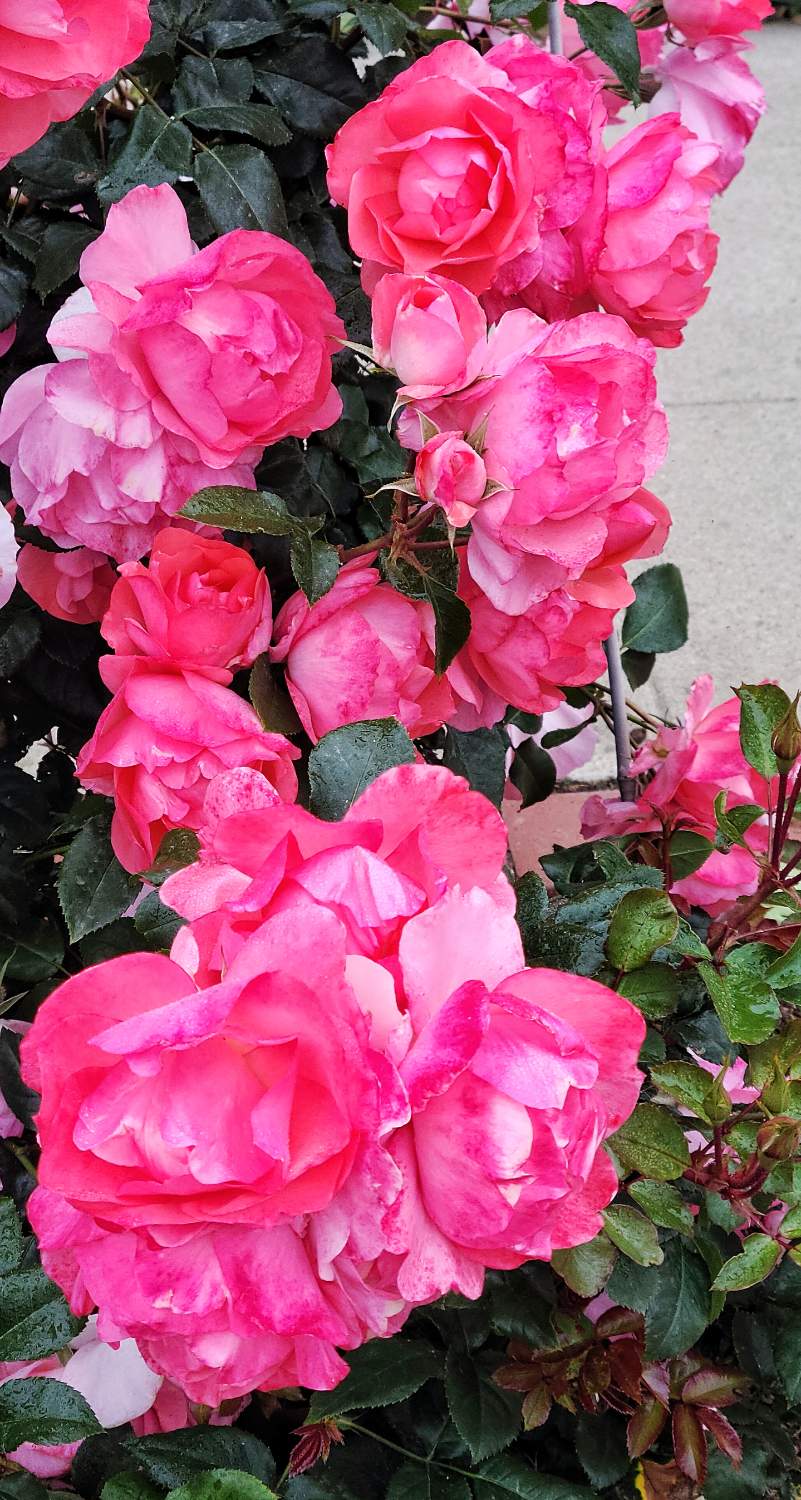 Solve Rose Cluster jigsaw puzzle online with 72 pieces