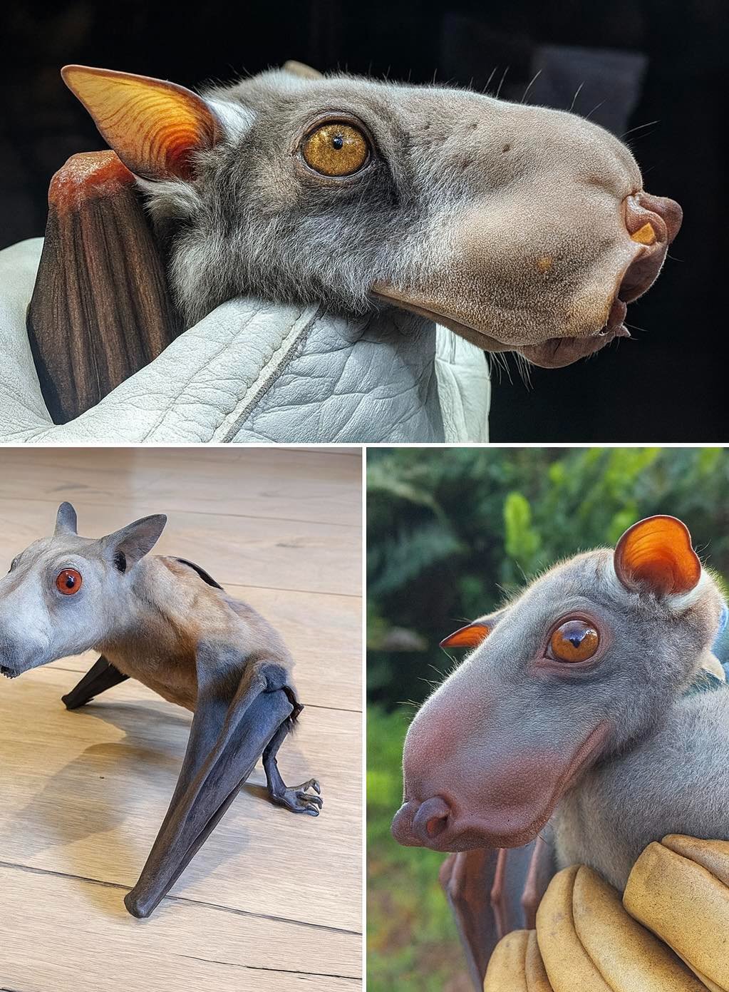 Solve Hammerheaded Bat jigsaw puzzle online with 48 pieces