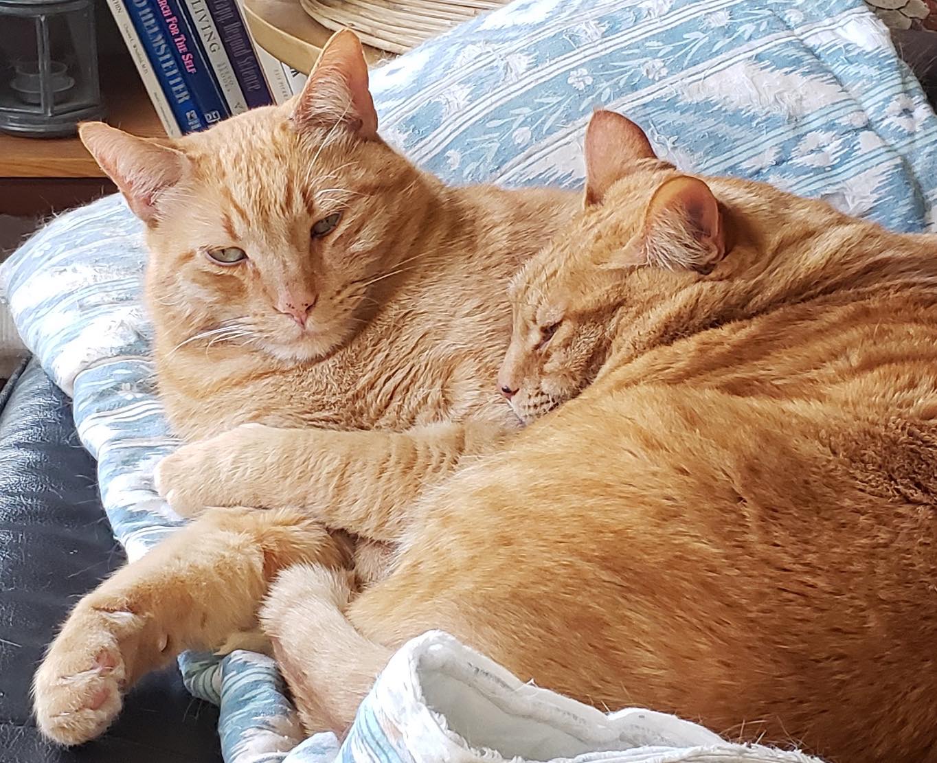 Solve Mango & Papaya 2023/01/11 jigsaw puzzle online with 72 pieces