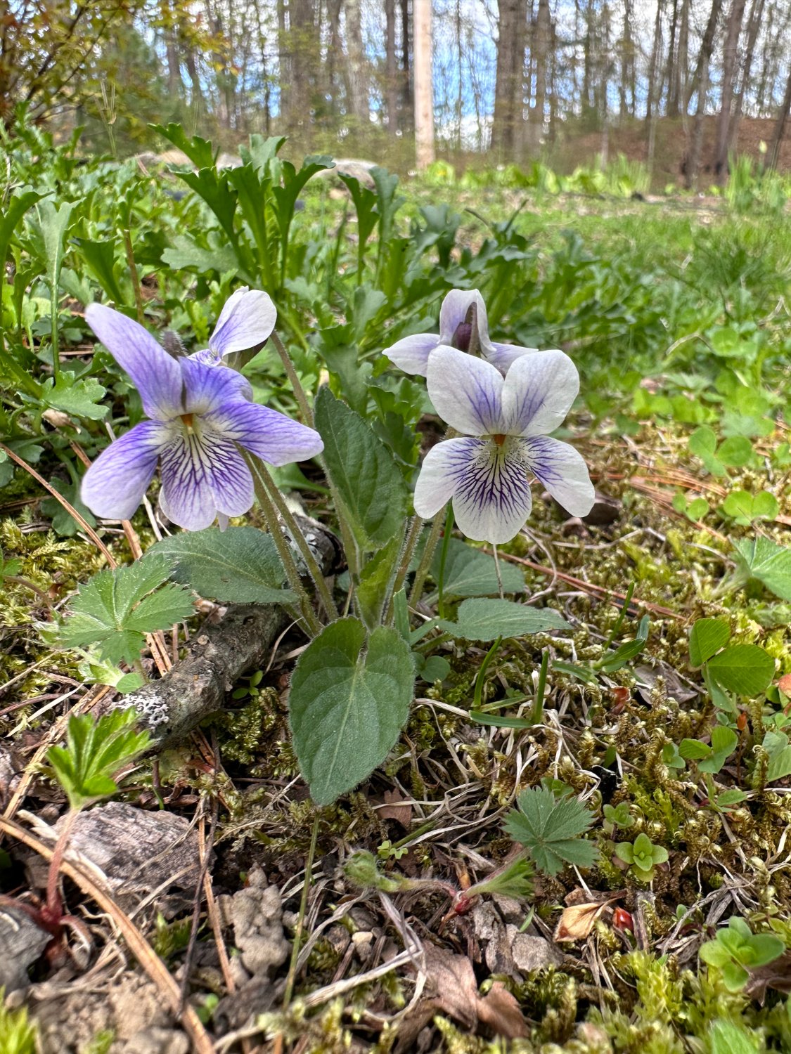 Solve Violets jigsaw puzzle online with 63 pieces