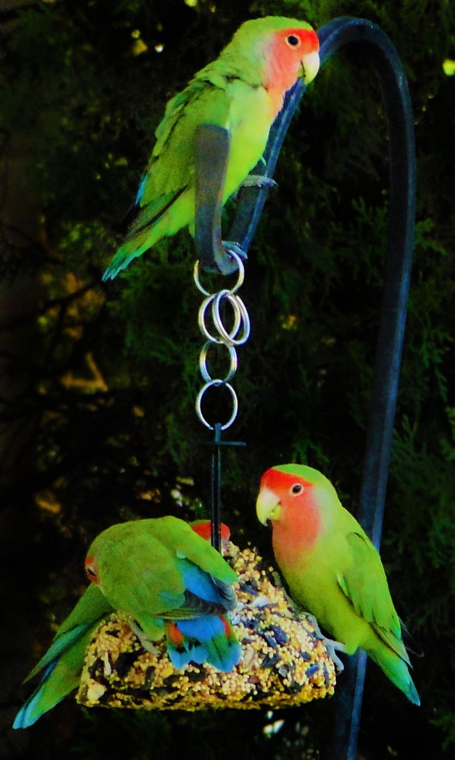 Solve Rosy-faced Lovebirds 7-6-2019- jigsaw puzzle online with 198 pieces