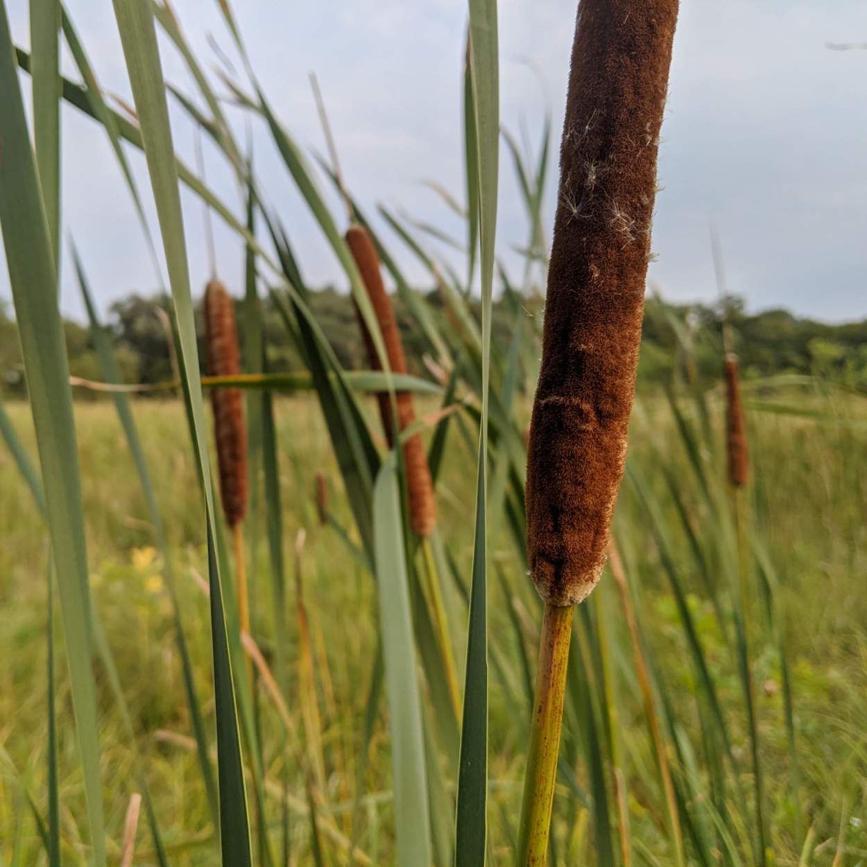 Solve Cattail jigsaw puzzle online with 100 pieces