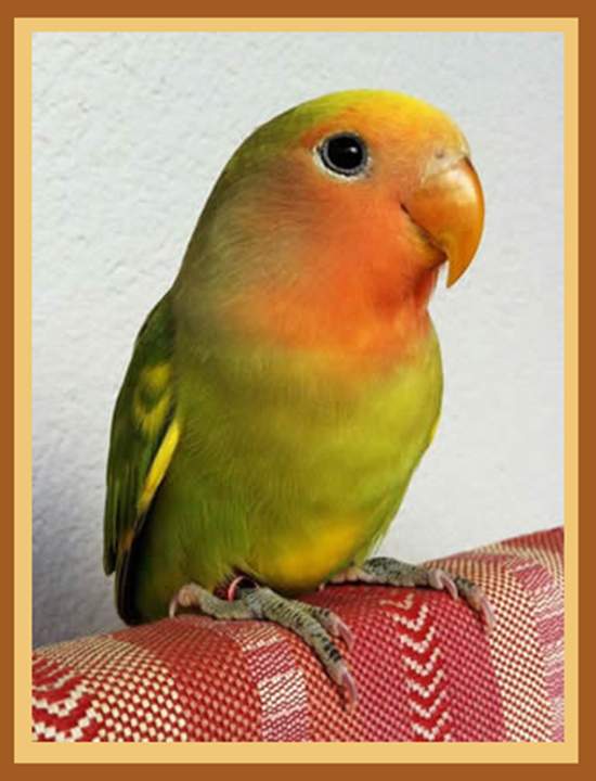 Solve Peach-faced Lovebird jigsaw puzzle online with 88 pieces