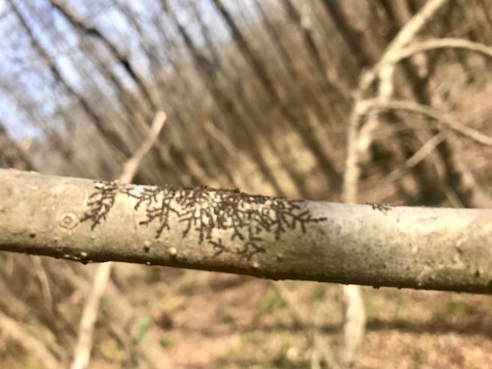 Solve Branch jigsaw puzzle online with 130 pieces