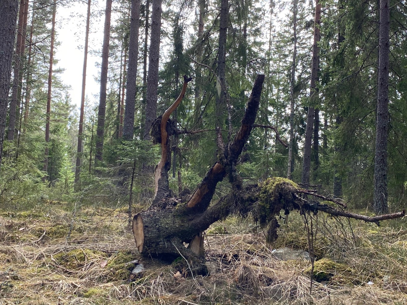 Solve Nature art jigsaw puzzle online with 30 pieces