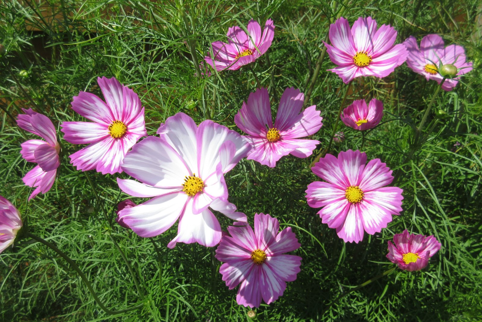 Solve "Nostalgic" photo of my Cosmos - Cosmea jigsaw puzzle online with ...