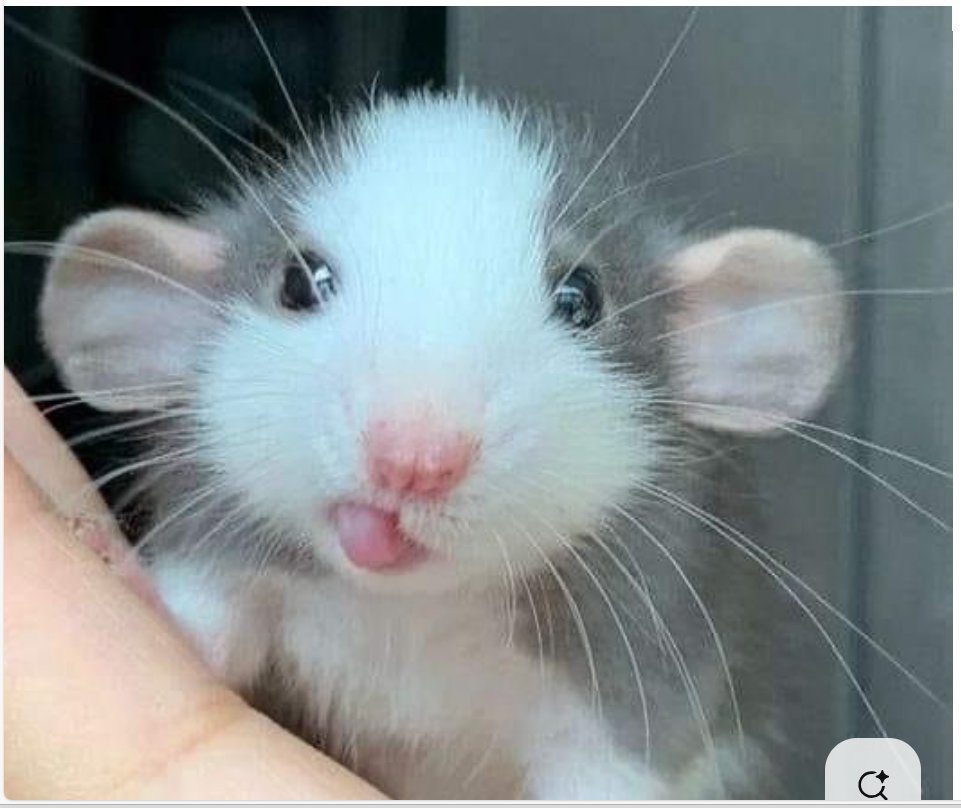 Solve I Think This Goofy Little Guy Is So Adorable jigsaw puzzle online ...
