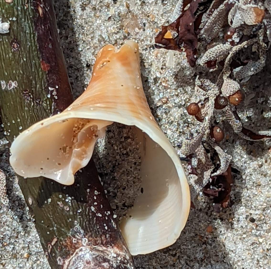 Solve Dawn has captioned this one - A sea bean, a shell and some ...