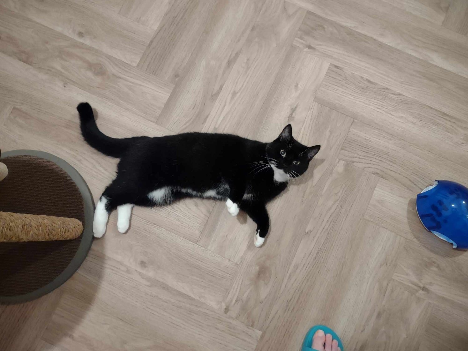 Solve Roxie 305 - A flop and roll to show mum again (or being dramatic ...