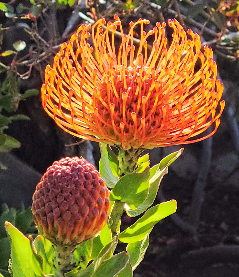 Solve Protea Blossoms in Spring jigsaw puzzle online with 56 pieces