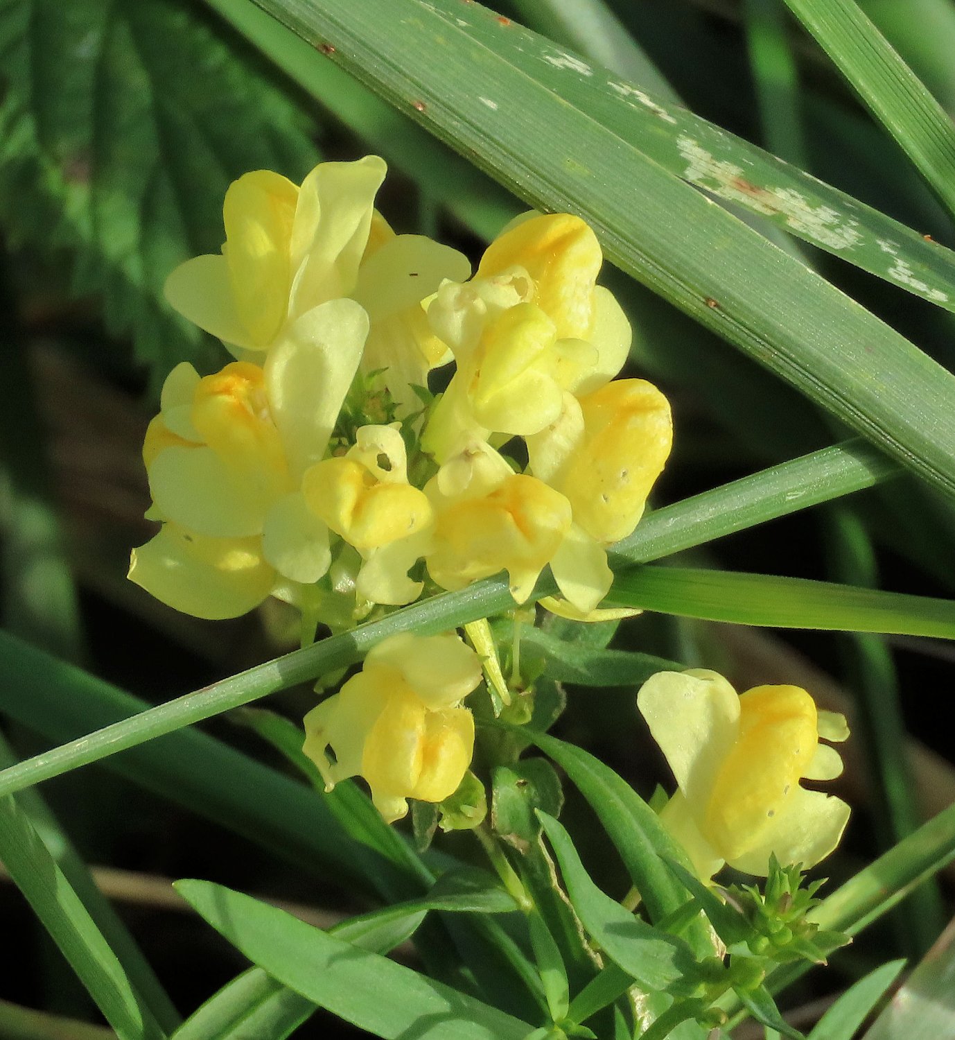 Solve yellow toadflax, in November! (vlasbekjes) jigsaw puzzle online ...