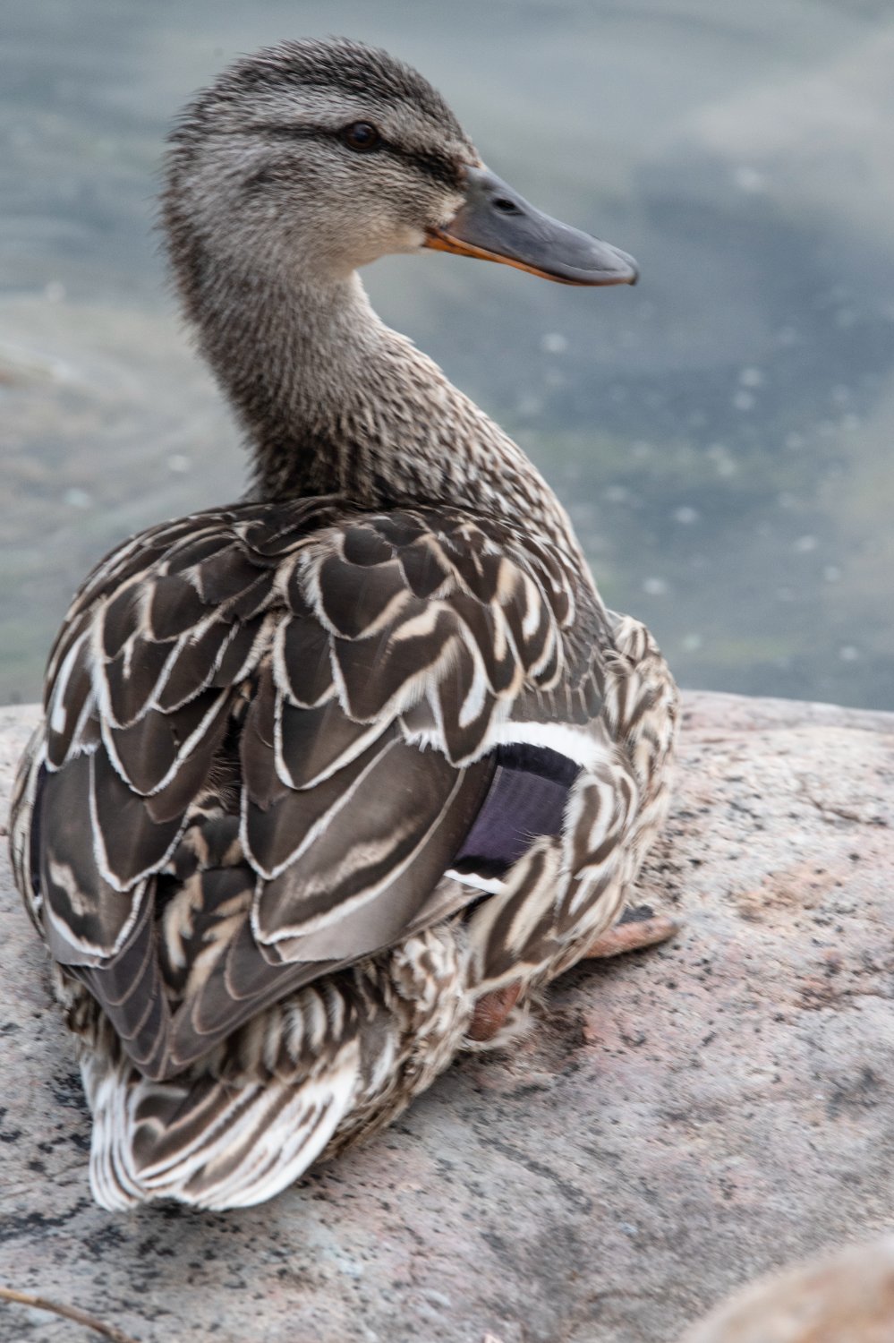 Solve Waterfowl 010 jigsaw puzzle online with 70 pieces