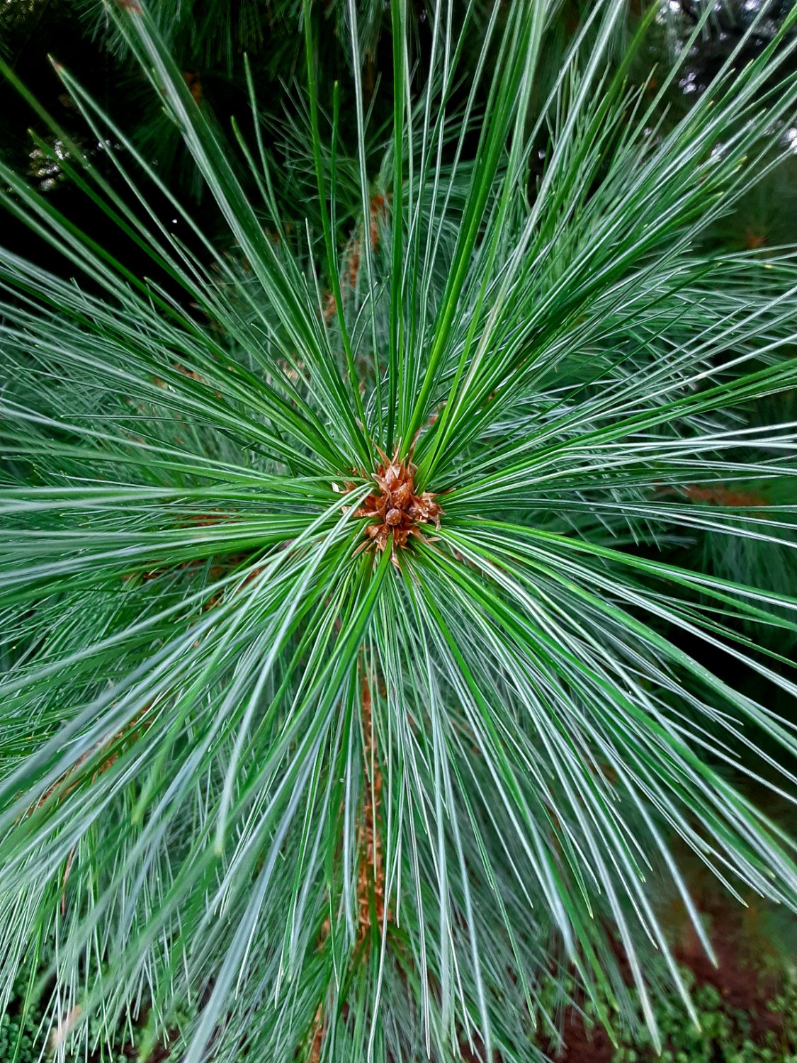 Solve Pine needles on my white pine tree jigsaw puzzle online with 88 ...